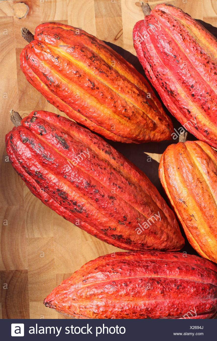 Cocoa Bean Pods Stock Photos & Cocoa Bean Pods Stock Images - Alamy
