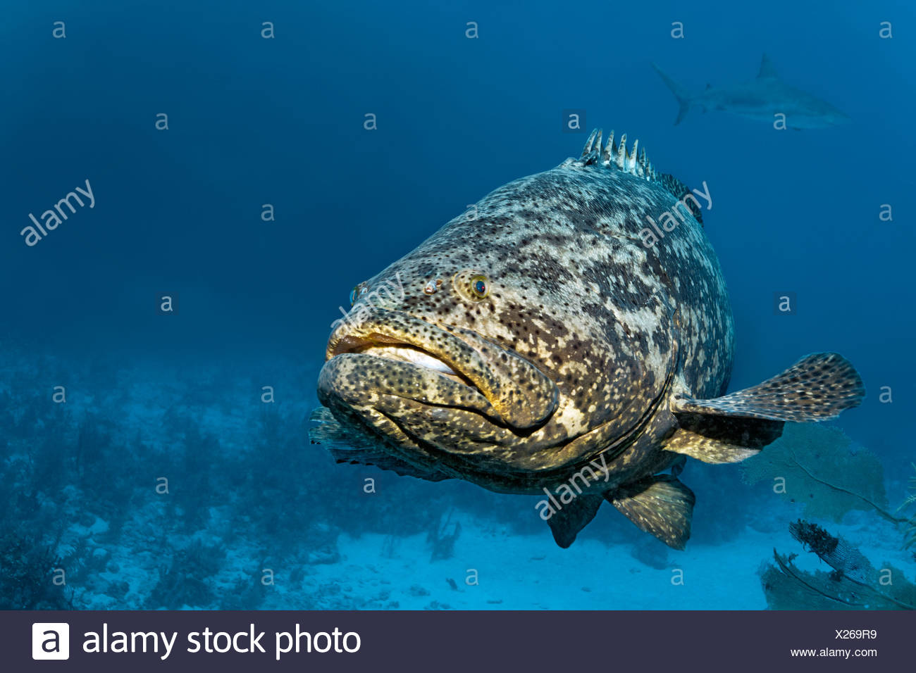 Itajara High Resolution Stock Photography and Images - Alamy