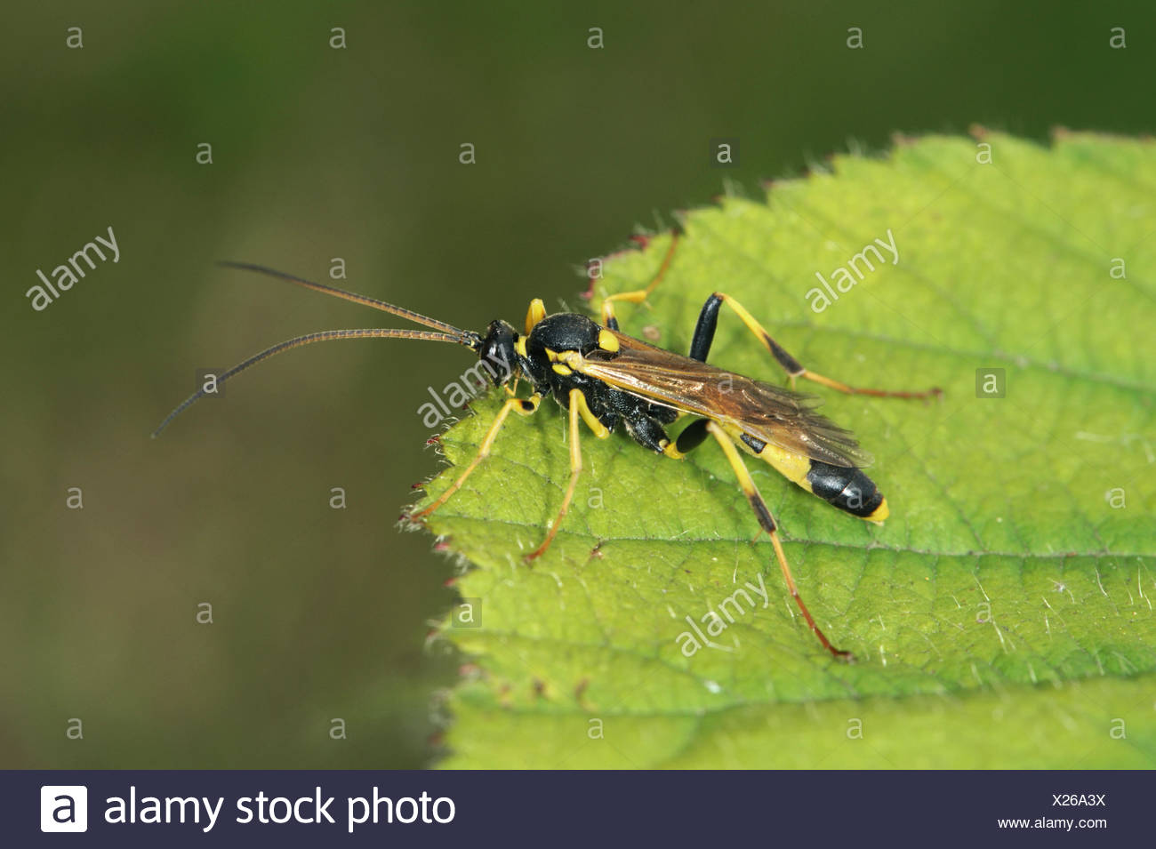 Parasitic Arthropod High Resolution Stock Photography and Images - Alamy