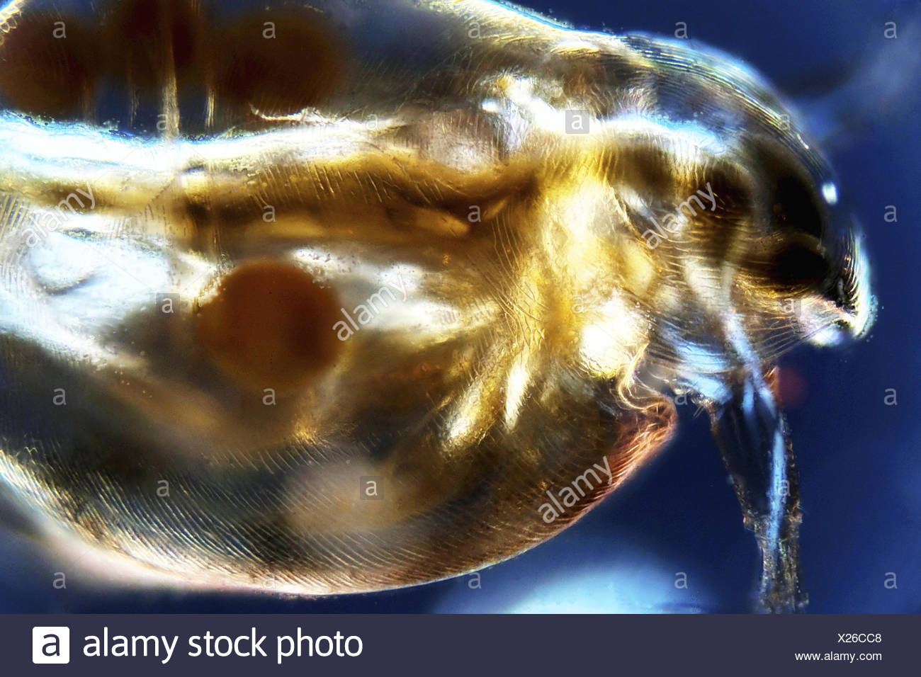 Magnified Flea High Resolution Stock Photography and Images - Alamy