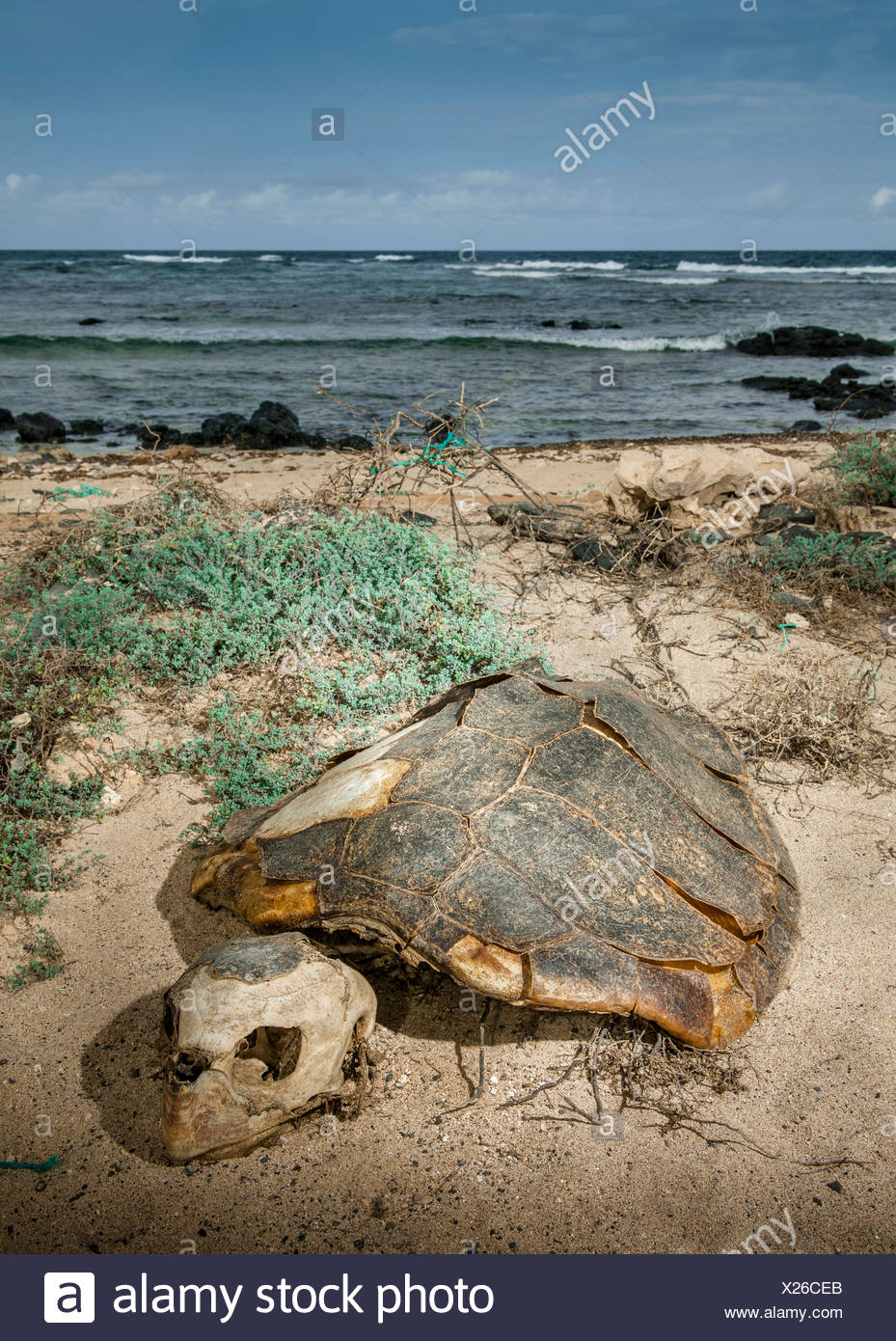 Skeleton Of A Turtle High Resolution Stock Photography and Images - Alamy