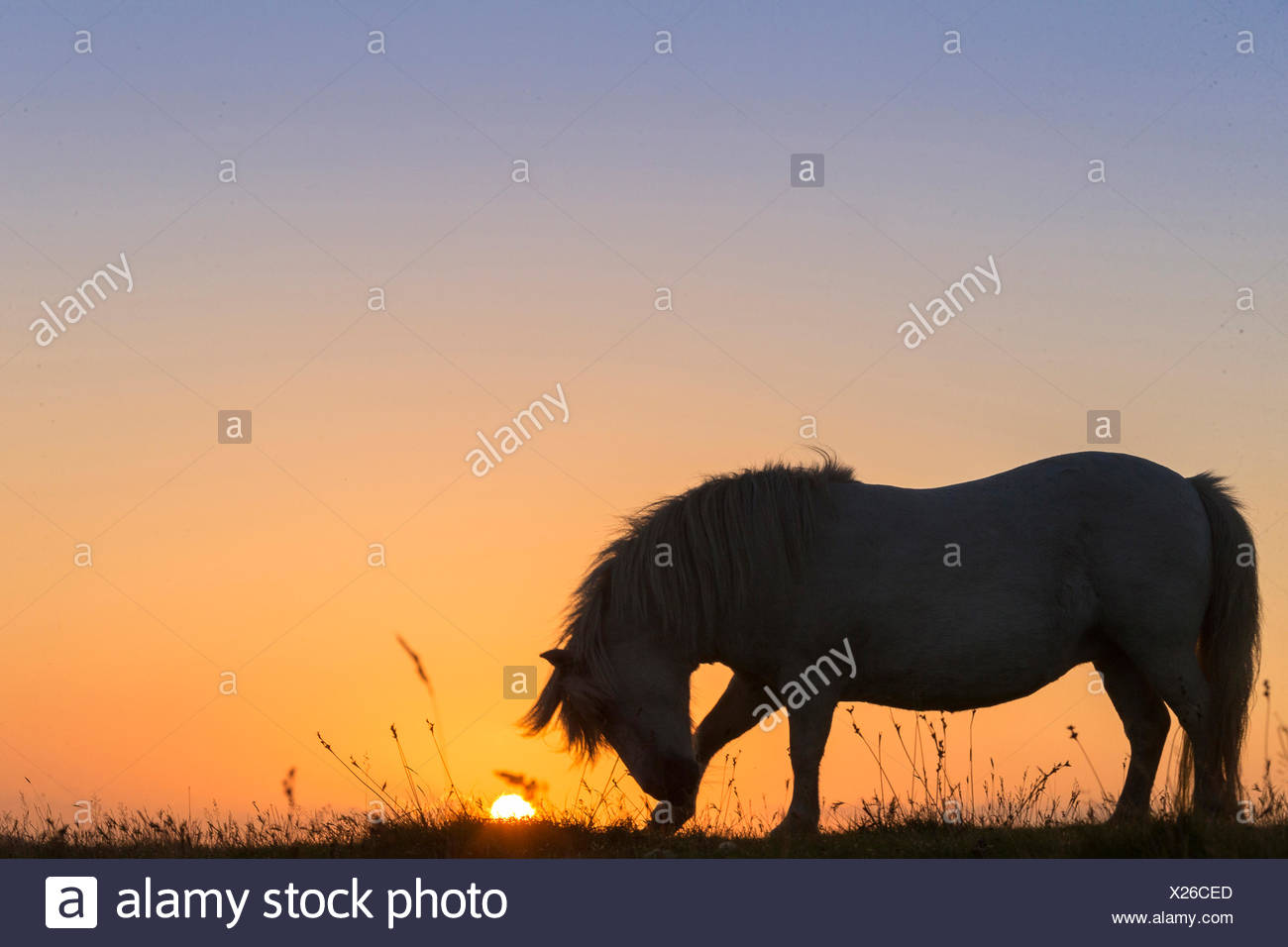 Shetland Pony Silhouette High Resolution Stock Photography and Images ...