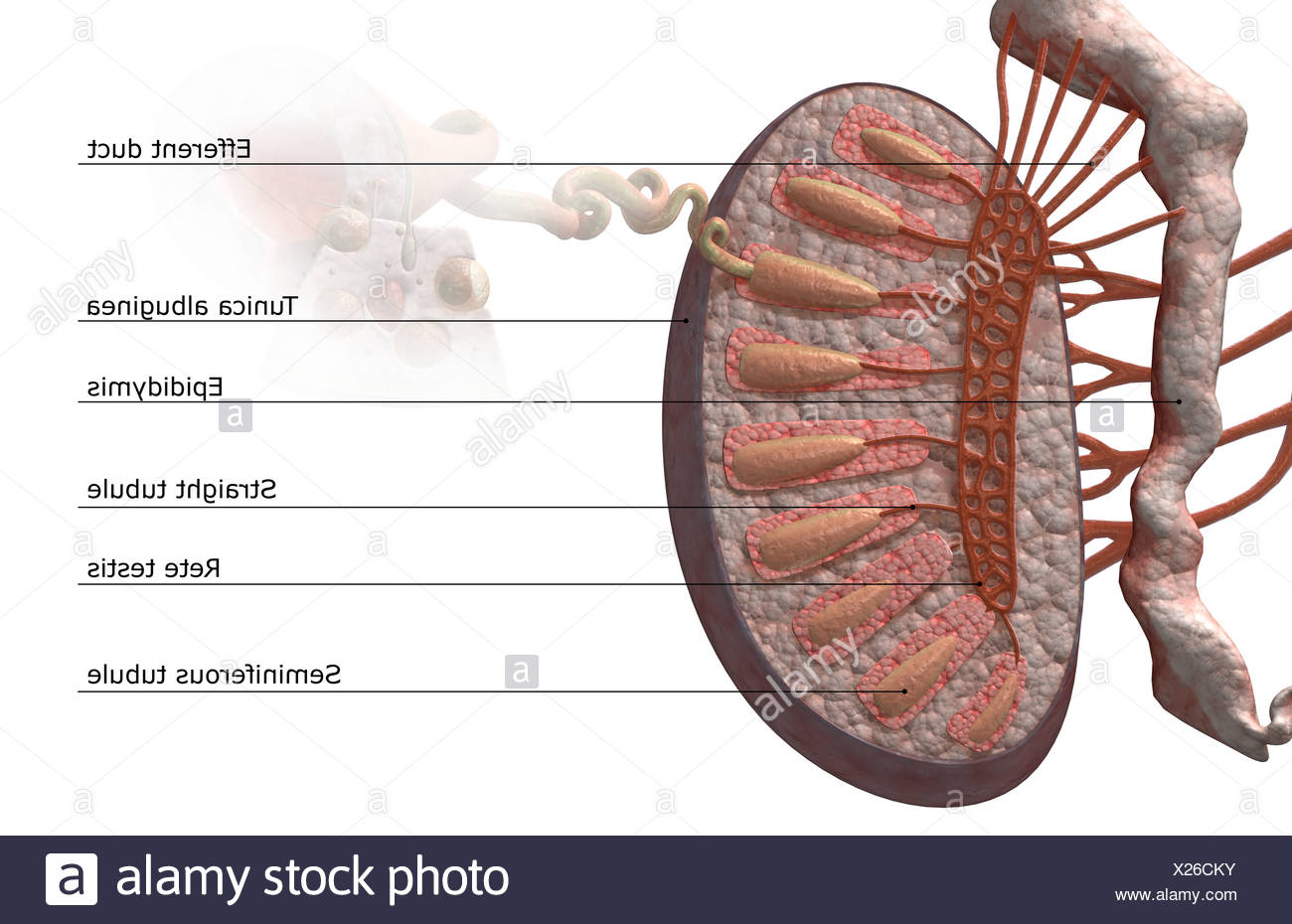 Testis Stock Photos & Testis Stock Images - Alamy