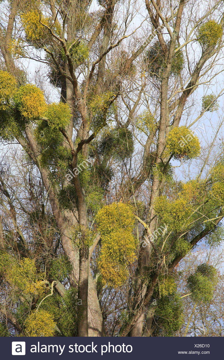 Parasit High Resolution Stock Photography and Images - Alamy