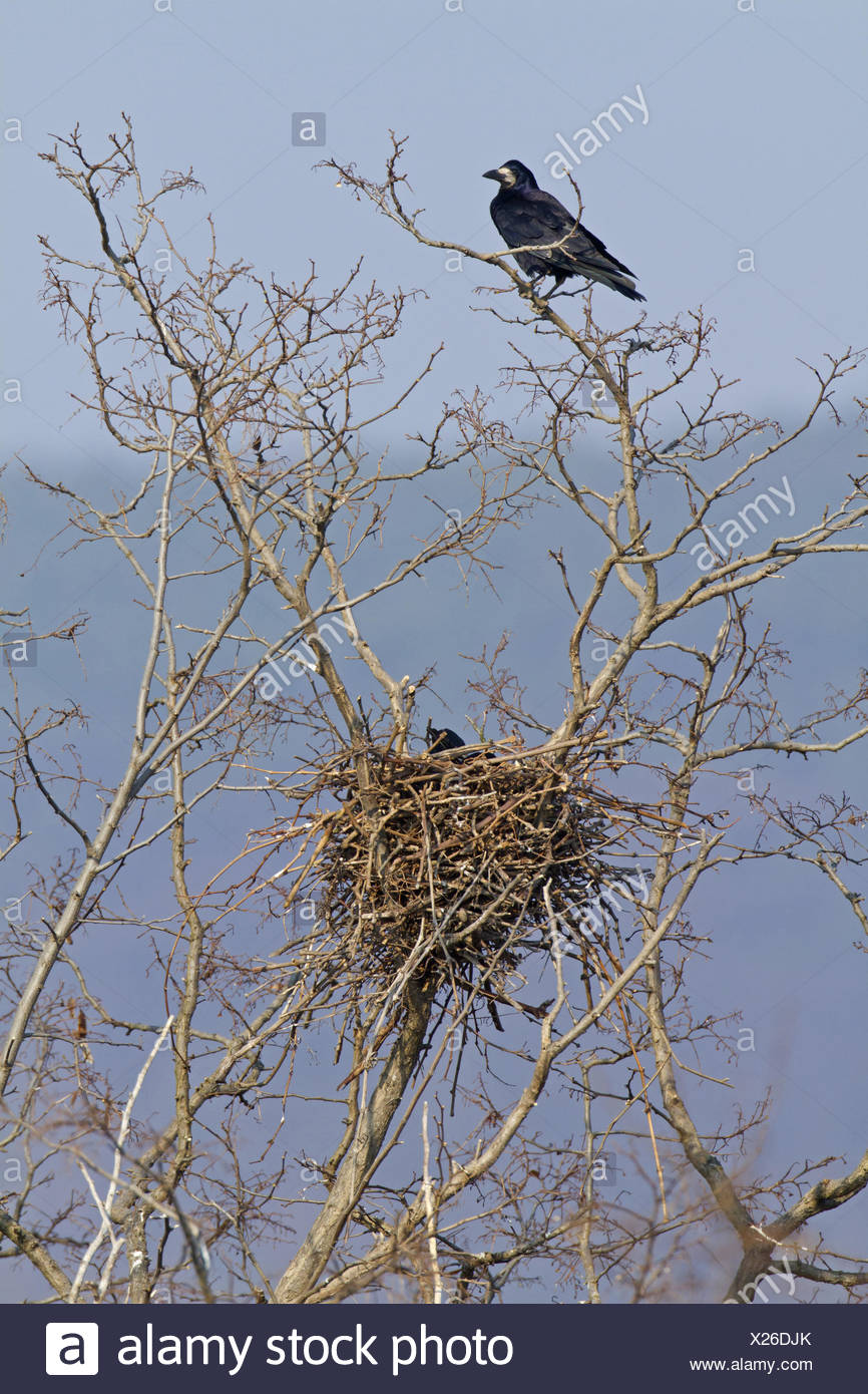 Rook Nest High Resolution Stock Photography and Images - Alamy