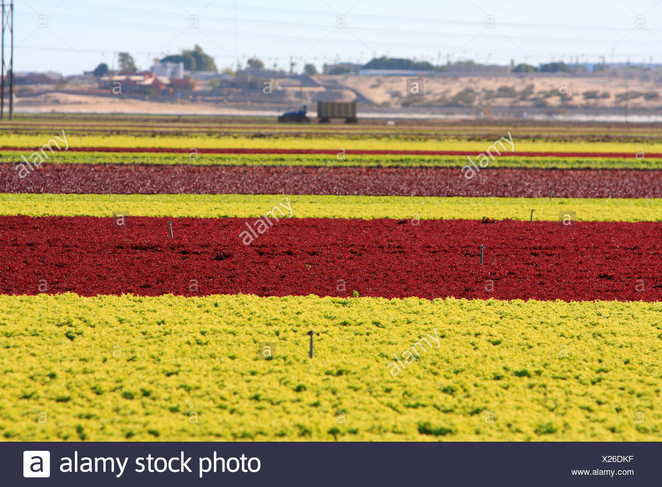 Yuma Arizona Farm High Resolution Stock Photography and Images - Alamy