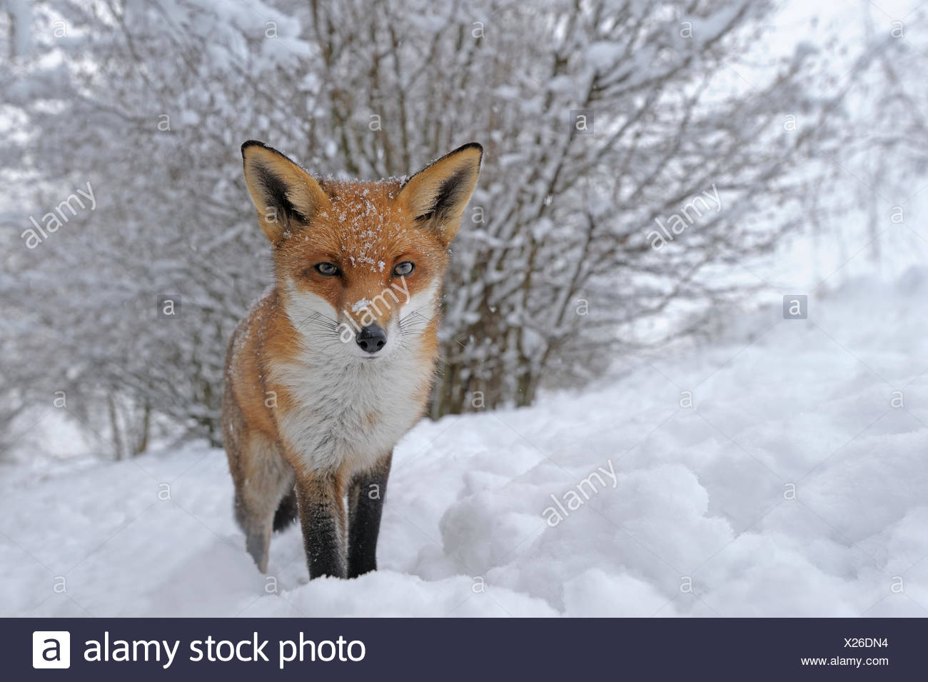 Red Fox Ears High Resolution Stock Photography and Images - Alamy