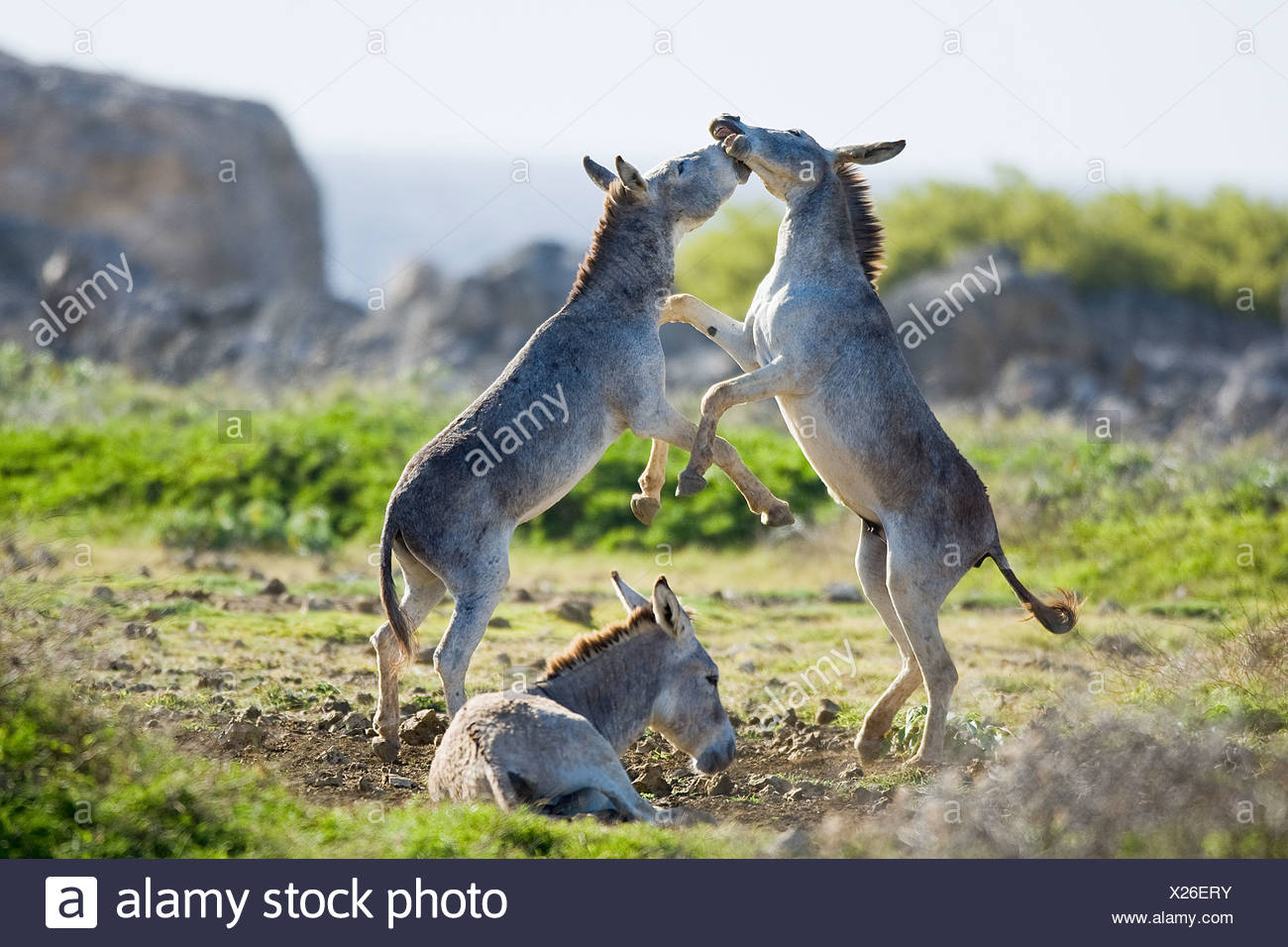 Donkey Fight Stock Photos & Donkey Fight Stock Images - Alamy