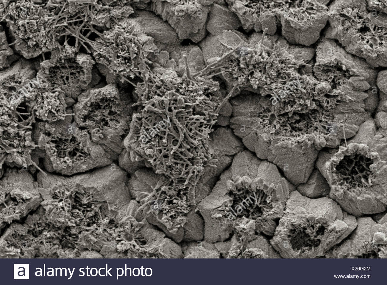 Eggshell Membrane High Resolution Stock Photography and Images - Alamy