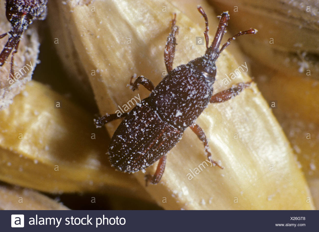 Grain Weevil Sitophilus Granarius High Resolution Stock Photography and ...