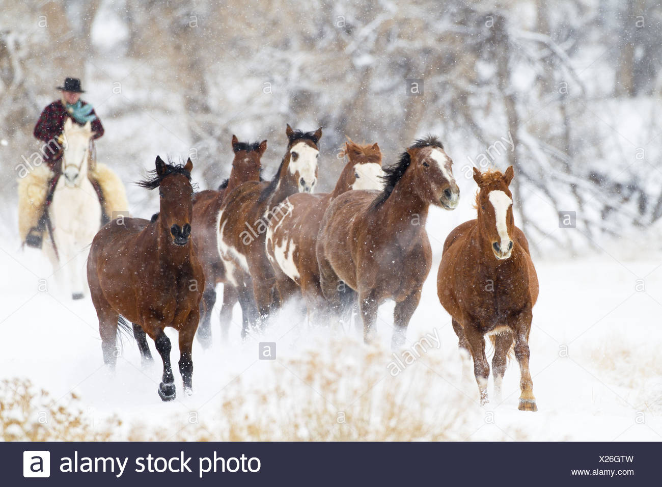 Cowboy Driving Horses Stock Photos & Cowboy Driving Horses Stock Images ...