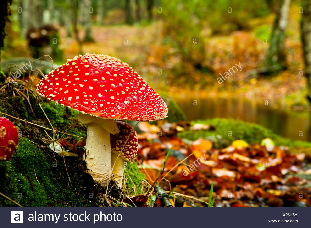 Magic Mushroom High Resolution Stock Photography and Images - Alamy