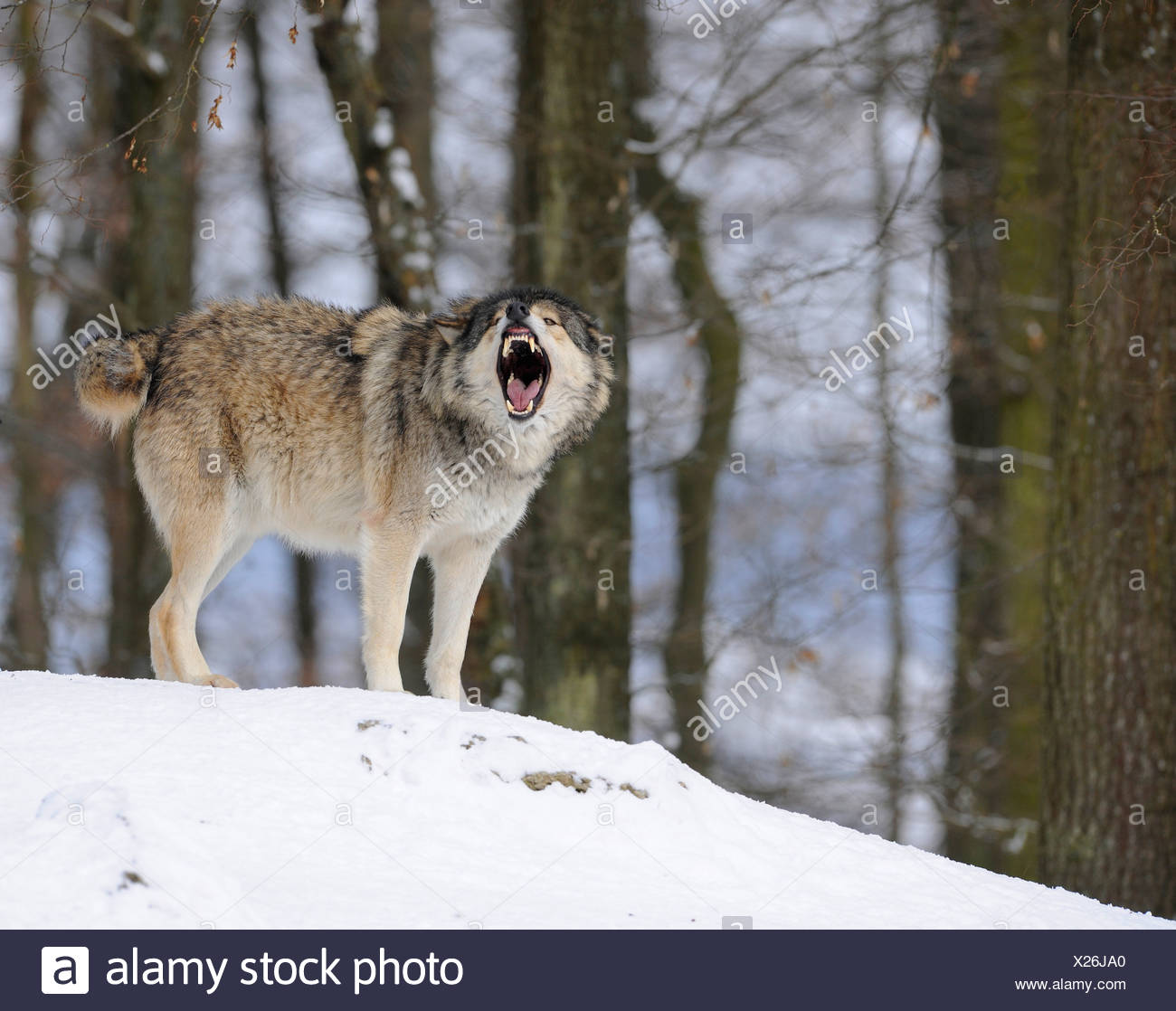 Canadian Wolf Pack High Resolution Stock Photography and Images - Alamy