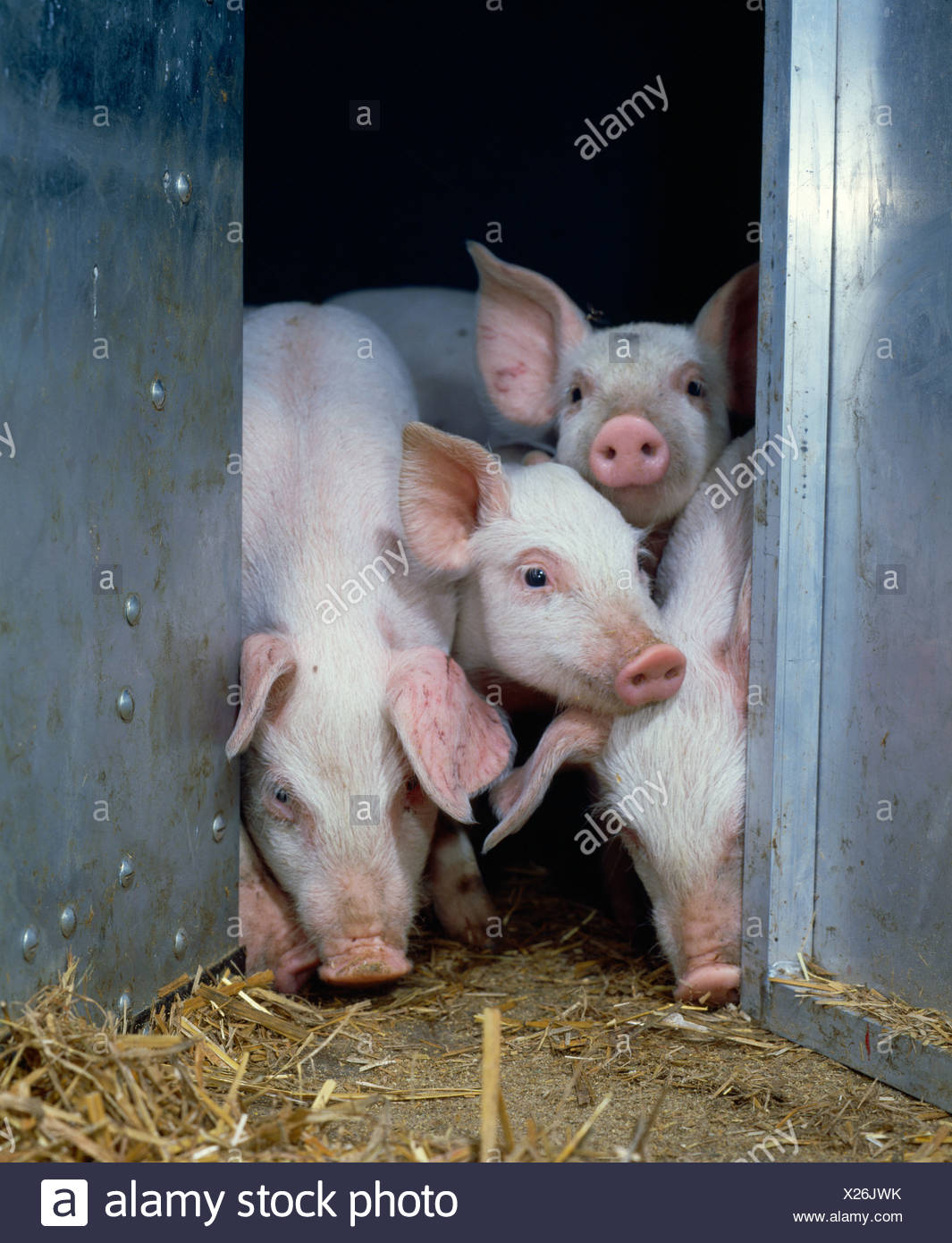 Landrace Pigs High Resolution Stock Photography and Images - Alamy