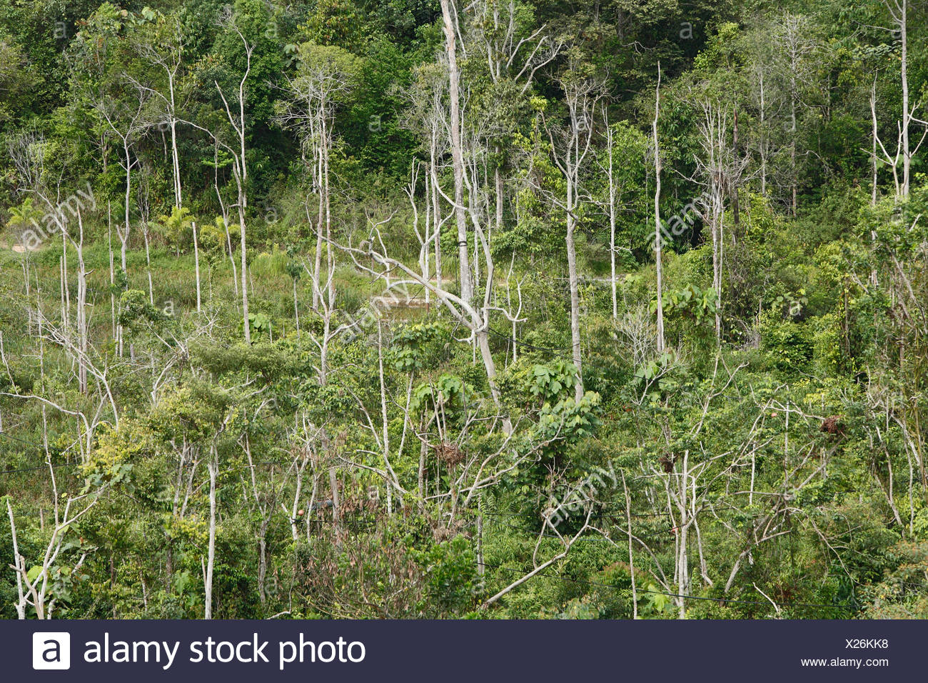 Secondary Rainforest High Resolution Stock Photography and Images - Alamy