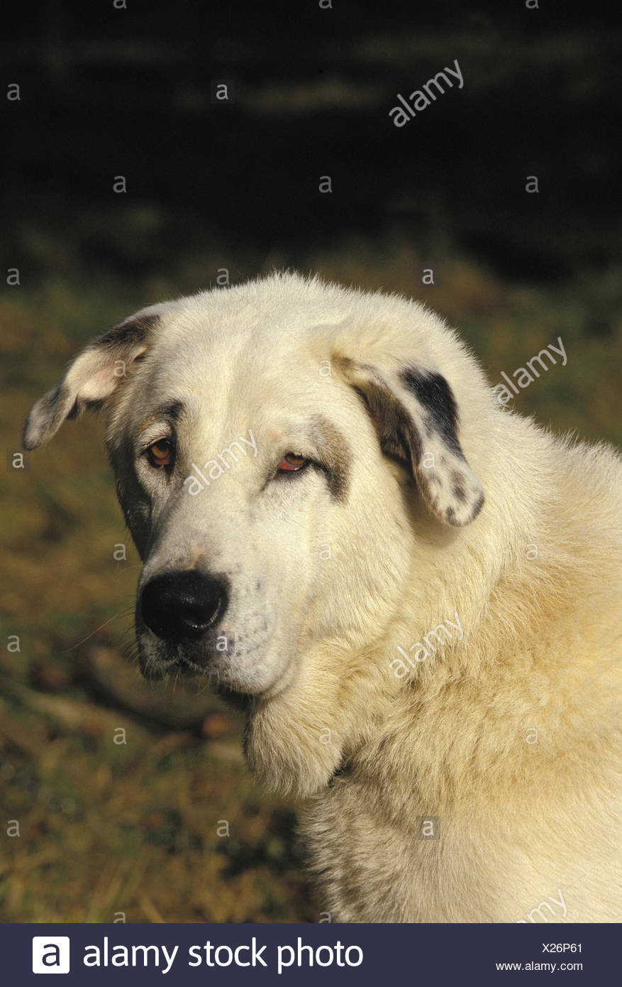 Anatolian Shepherd Dog High Resolution Stock Photography and Images - Alamy
