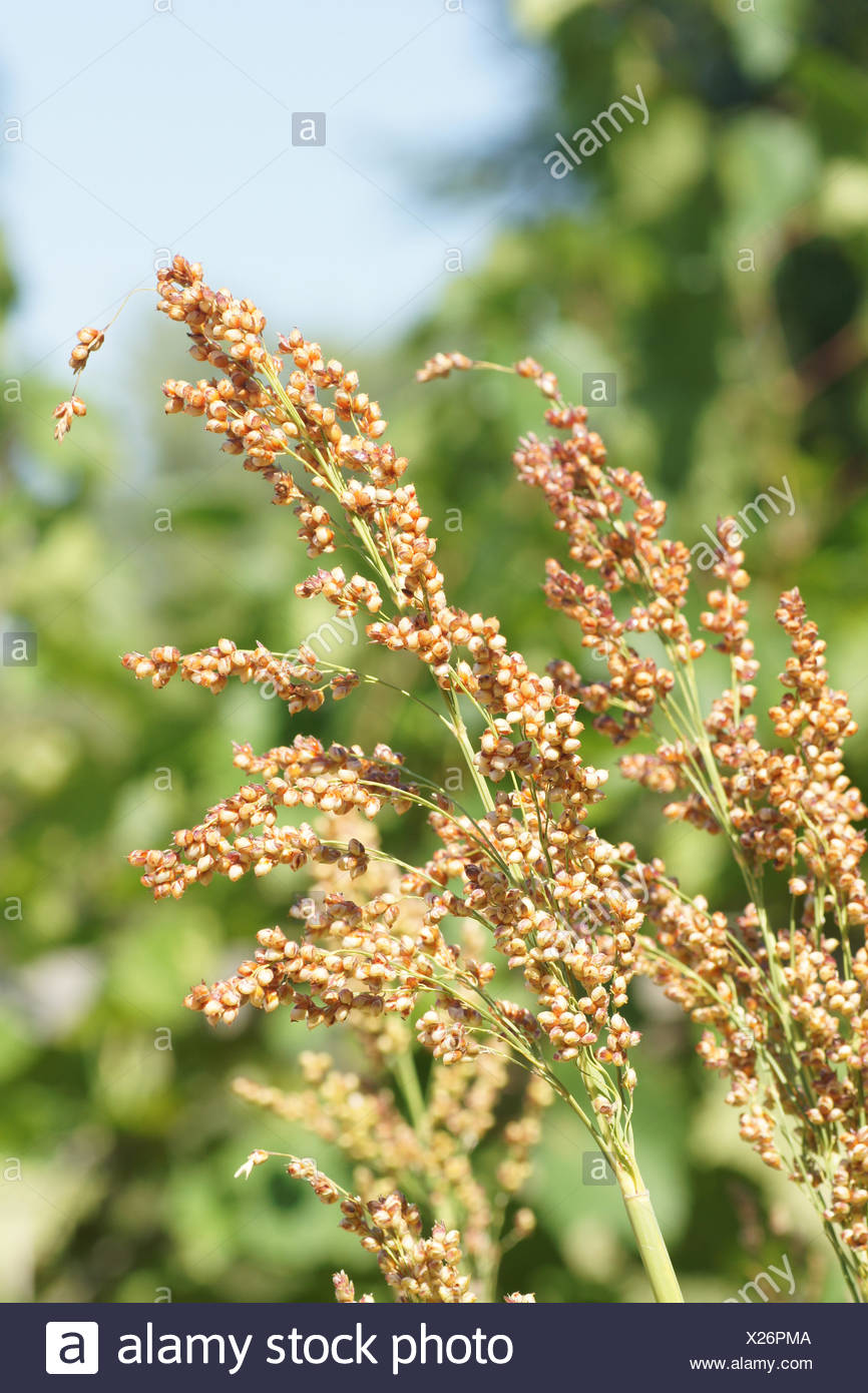 Durra Stock Photos & Durra Stock Images - Alamy