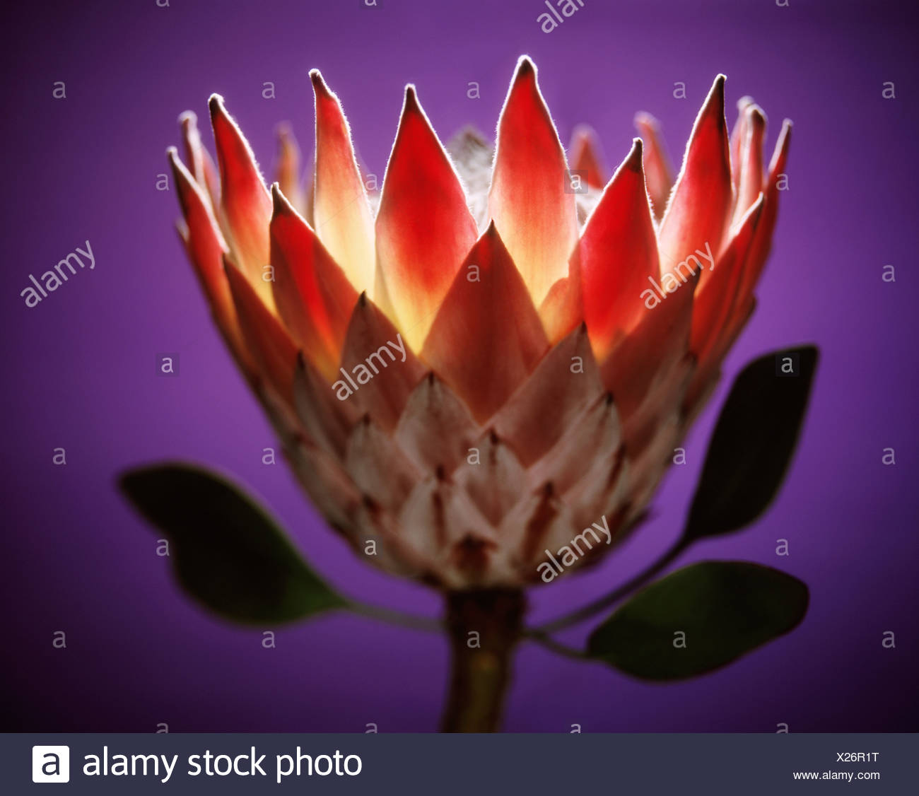 Purple Protea High Resolution Stock Photography and Images - Alamy