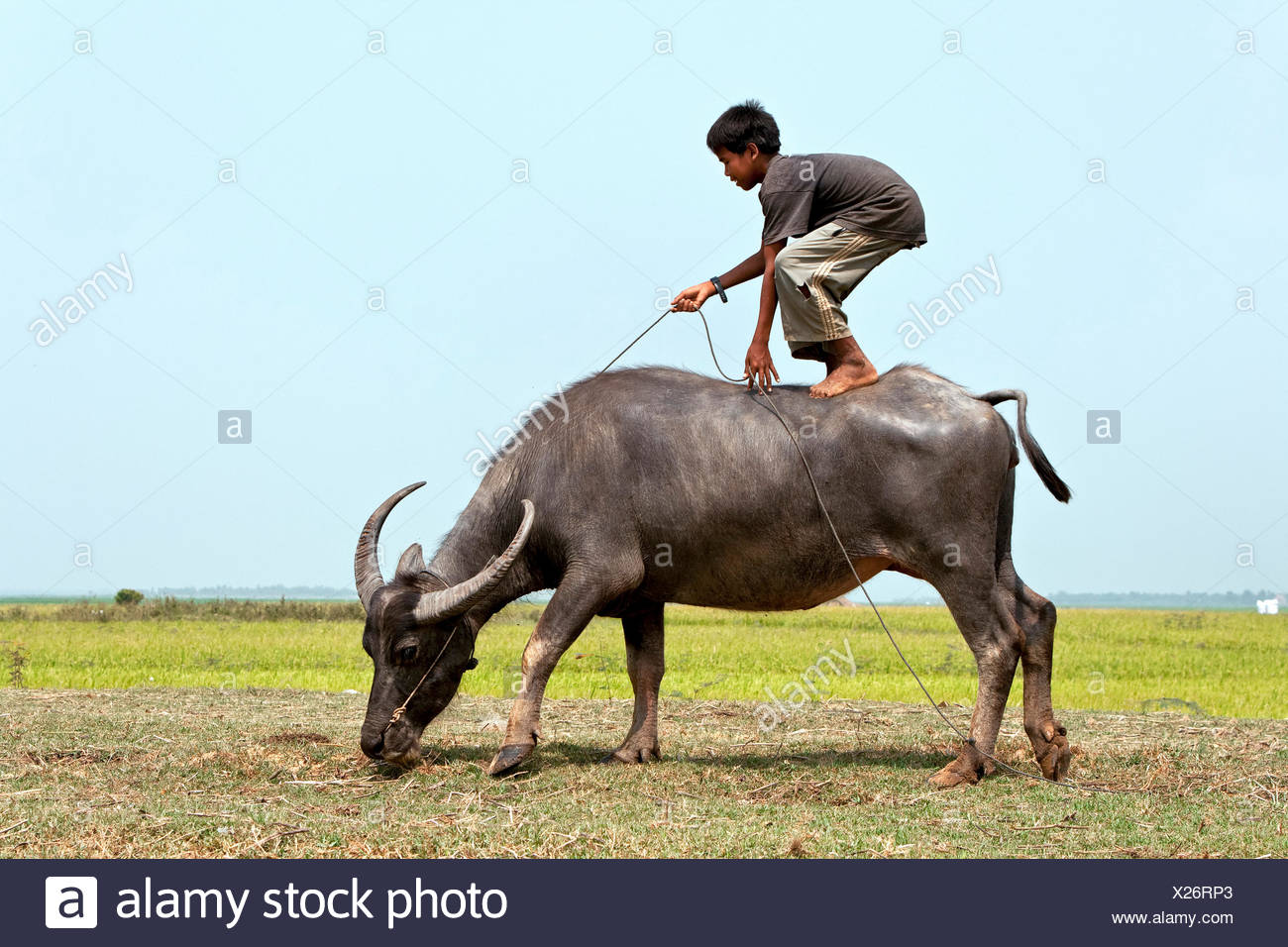 Buffalo Riding Stock Photos & Buffalo Riding Stock Images - Alamy
