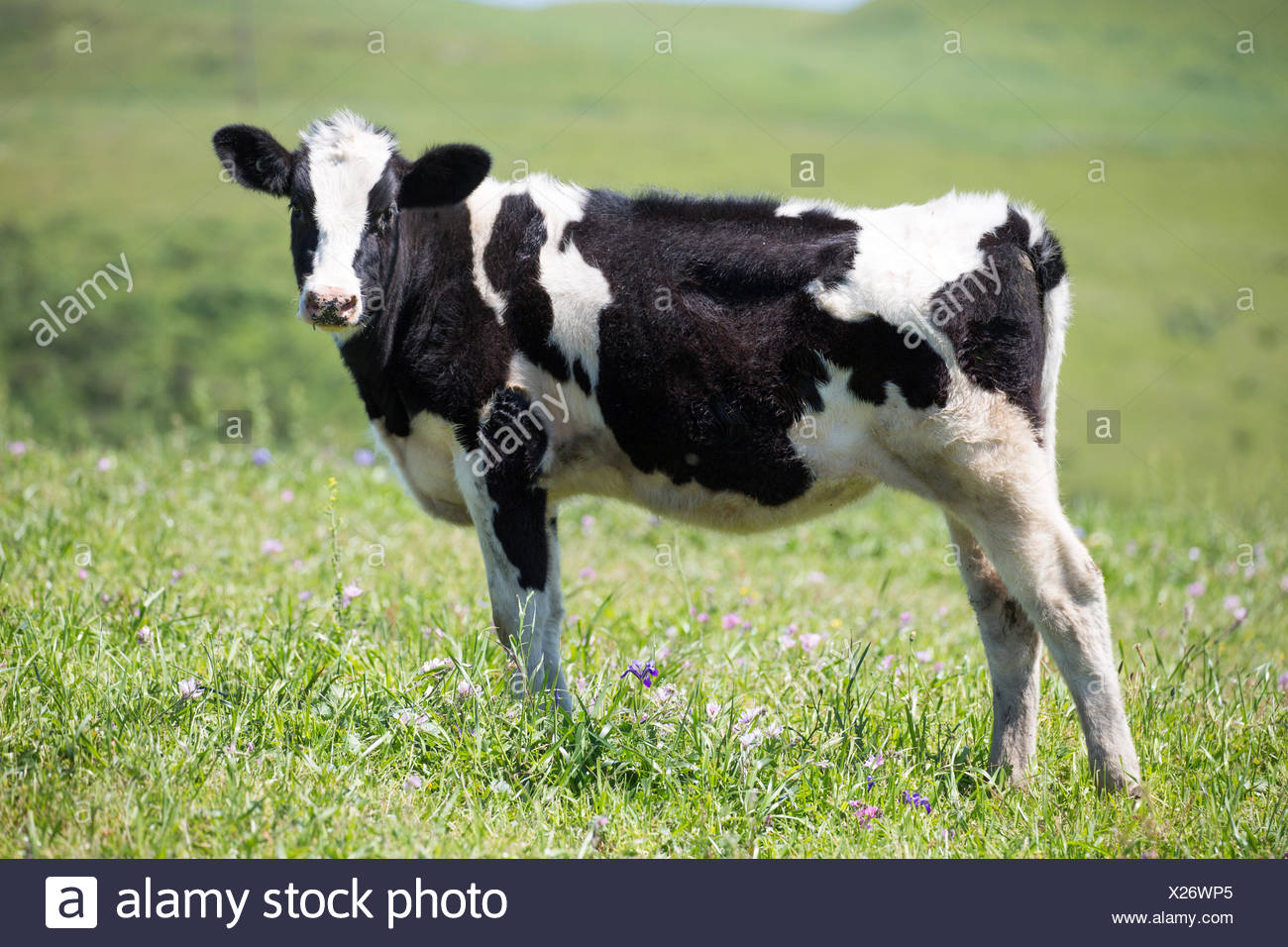 Holstein Friesian Dairy Cow Grass High Resolution Stock Photography and ...