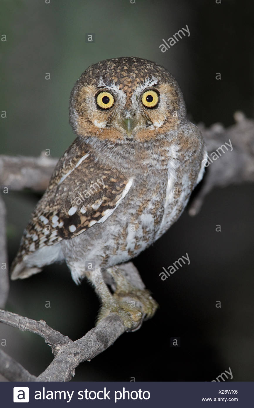Micrathene Whitneyi High Resolution Stock Photography and Images - Alamy