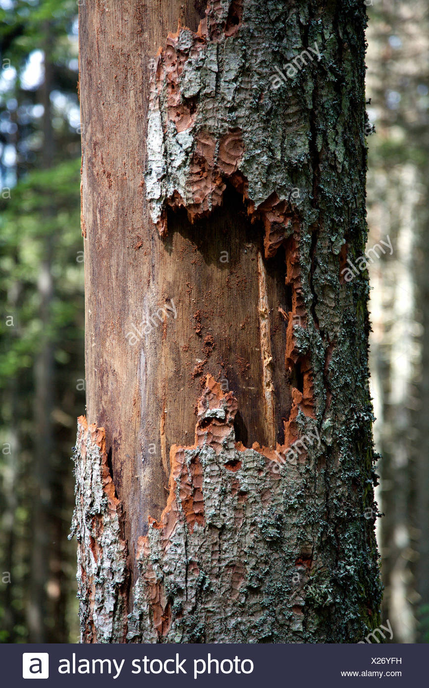Black Spruce Tree High Resolution Stock Photography and Images - Alamy
