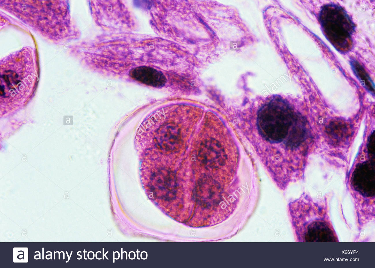 Telophase High Resolution Stock Photography and Images - Alamy