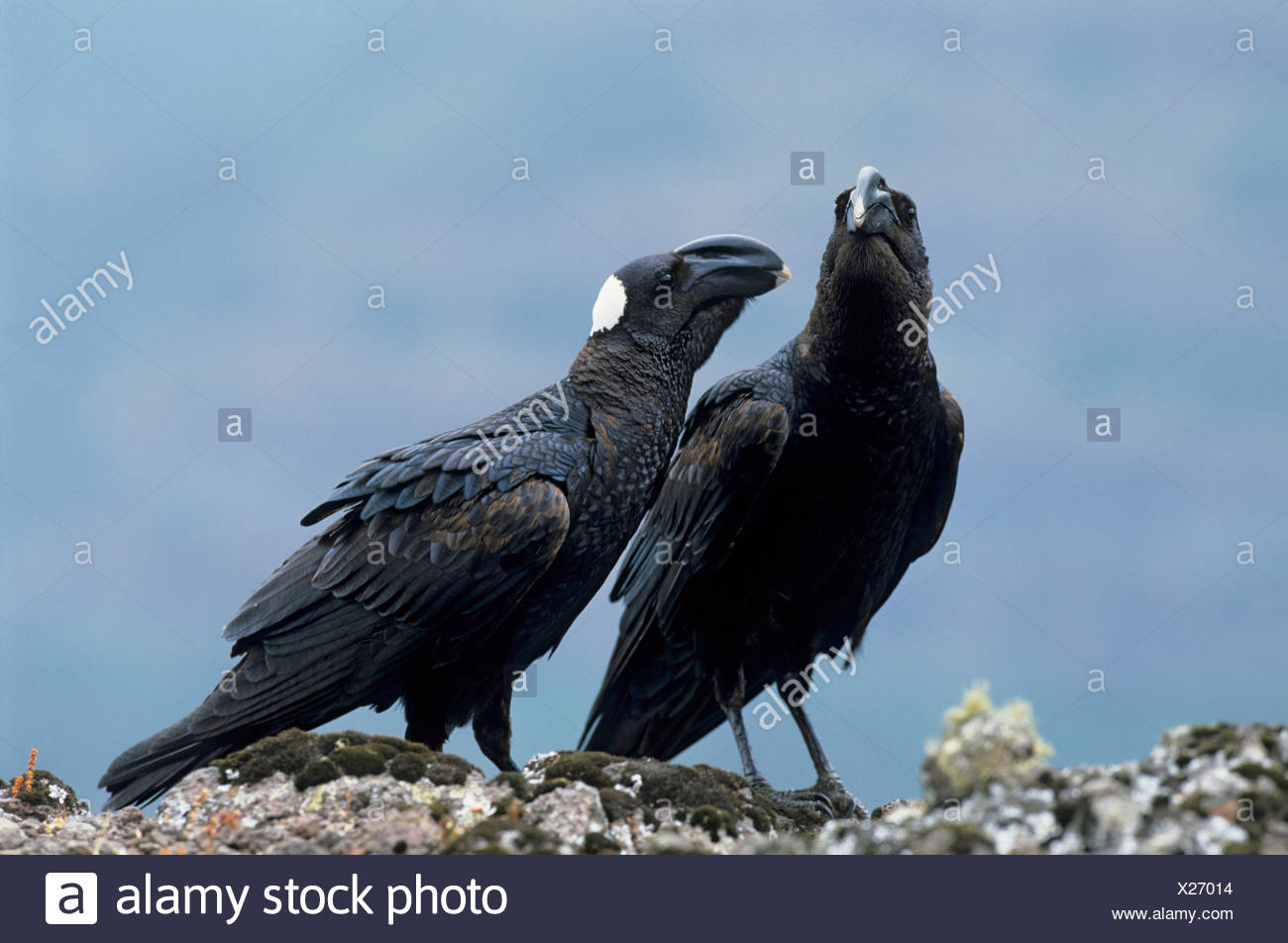 Largest Corvid High Resolution Stock Photography and Images - Alamy