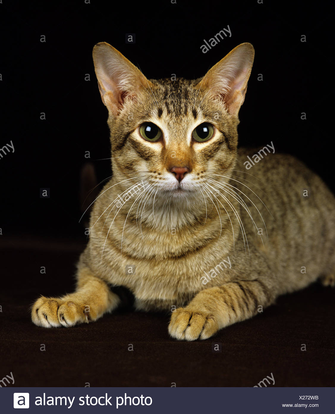 Oriental Shorthair Tabby High Resolution Stock Photography and Images ...