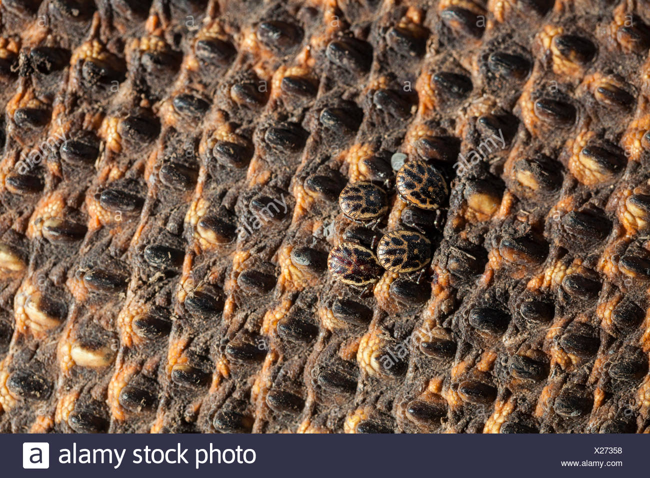 Ticks Animal Stock Photos & Ticks Animal Stock Images - Alamy
