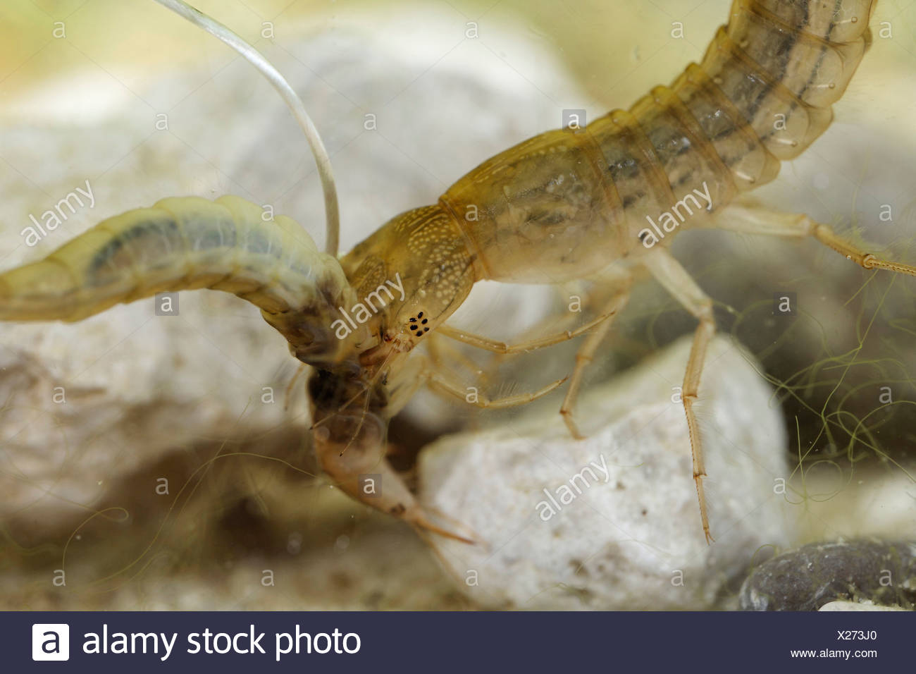Dytiscidae High Resolution Stock Photography and Images - Alamy