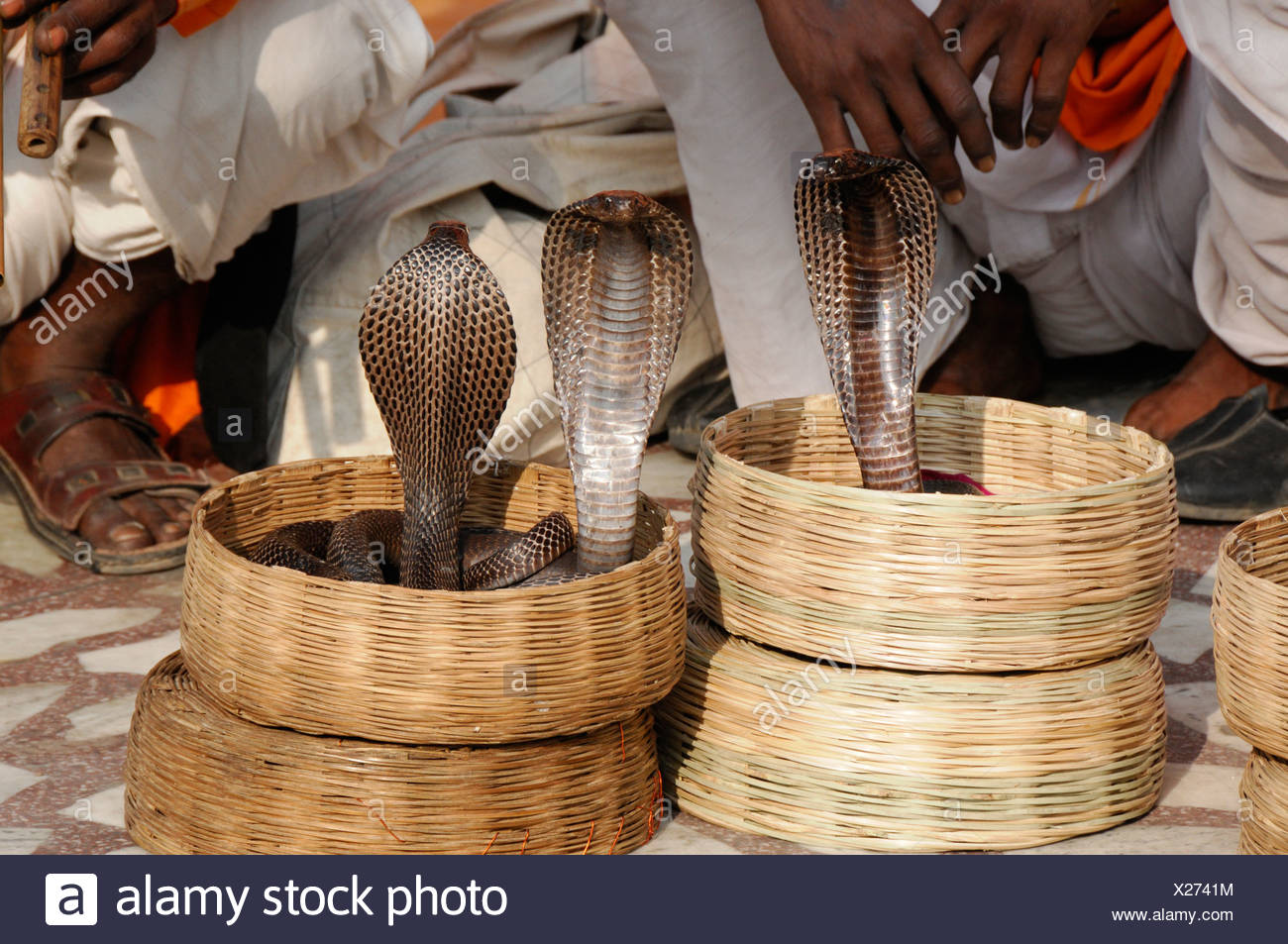 Indian Naja High Resolution Stock Photography and Images - Alamy
