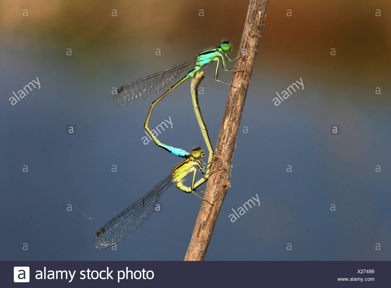Mating Damselflies High Resolution Stock Photography and Images - Alamy