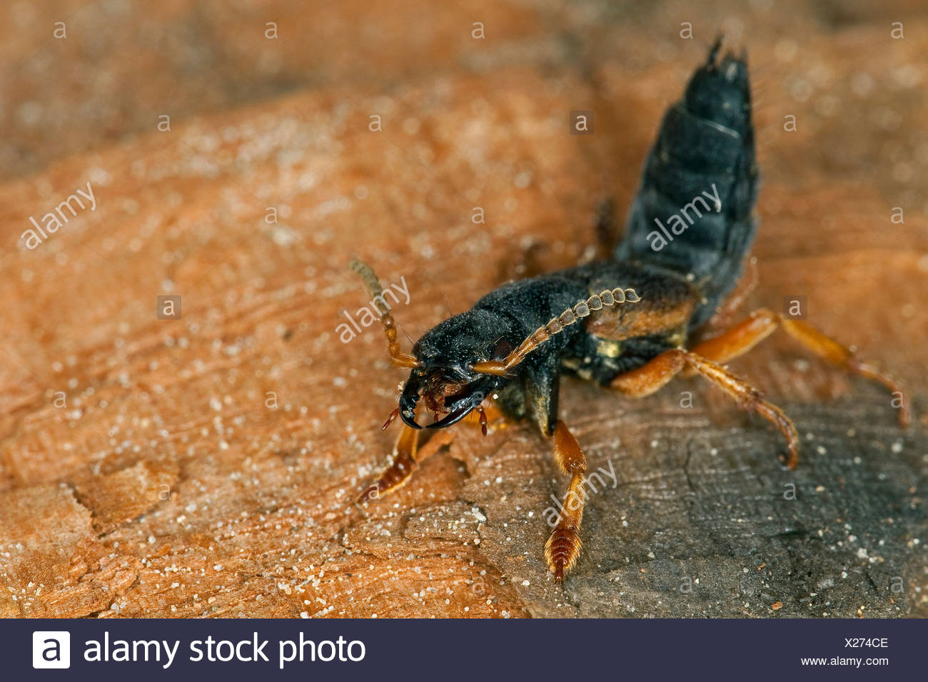 Staphylinus 1 High Resolution Stock Photography and Images - Alamy