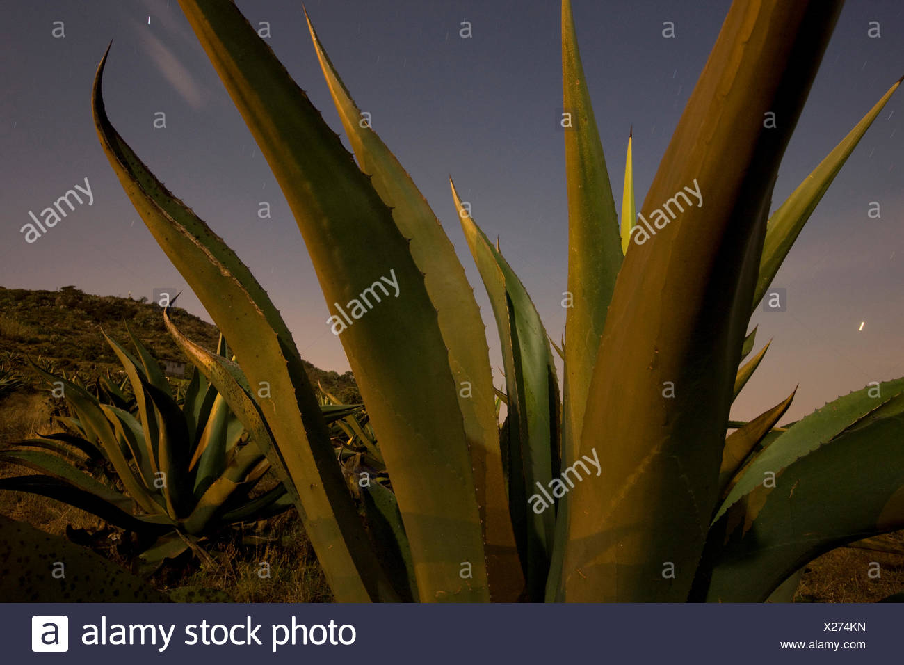 Maguey Plants High Resolution Stock Photography and Images - Alamy