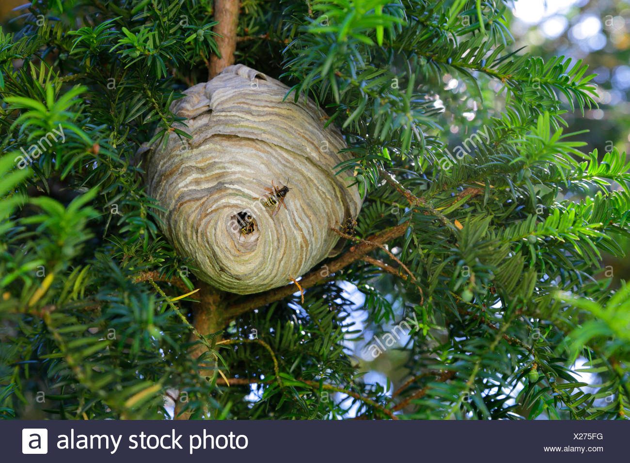 Hanging Nests High Resolution Stock Photography and Images - Alamy