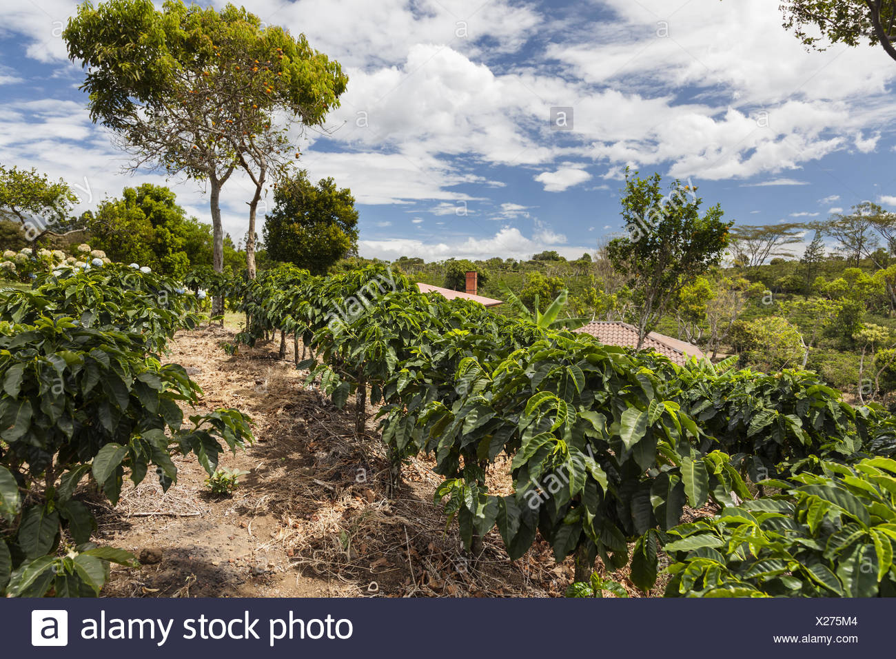 Costa Rica Coffee High Resolution Stock Photography and Images - Alamy