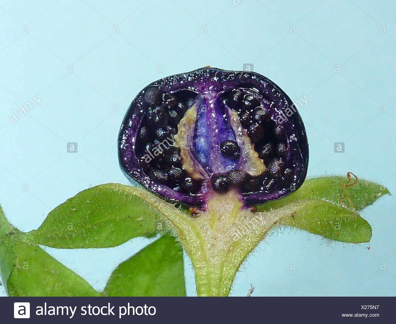 Deadly Nightshade High Resolution Stock Photography and Images - Alamy