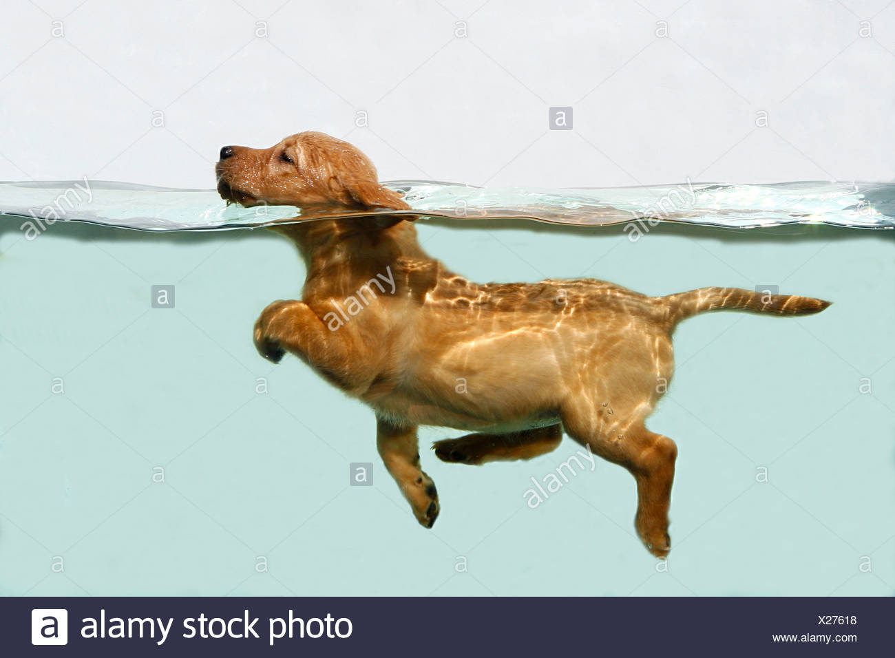 Labrador In Water High Resolution Stock Photography and Images - Alamy
