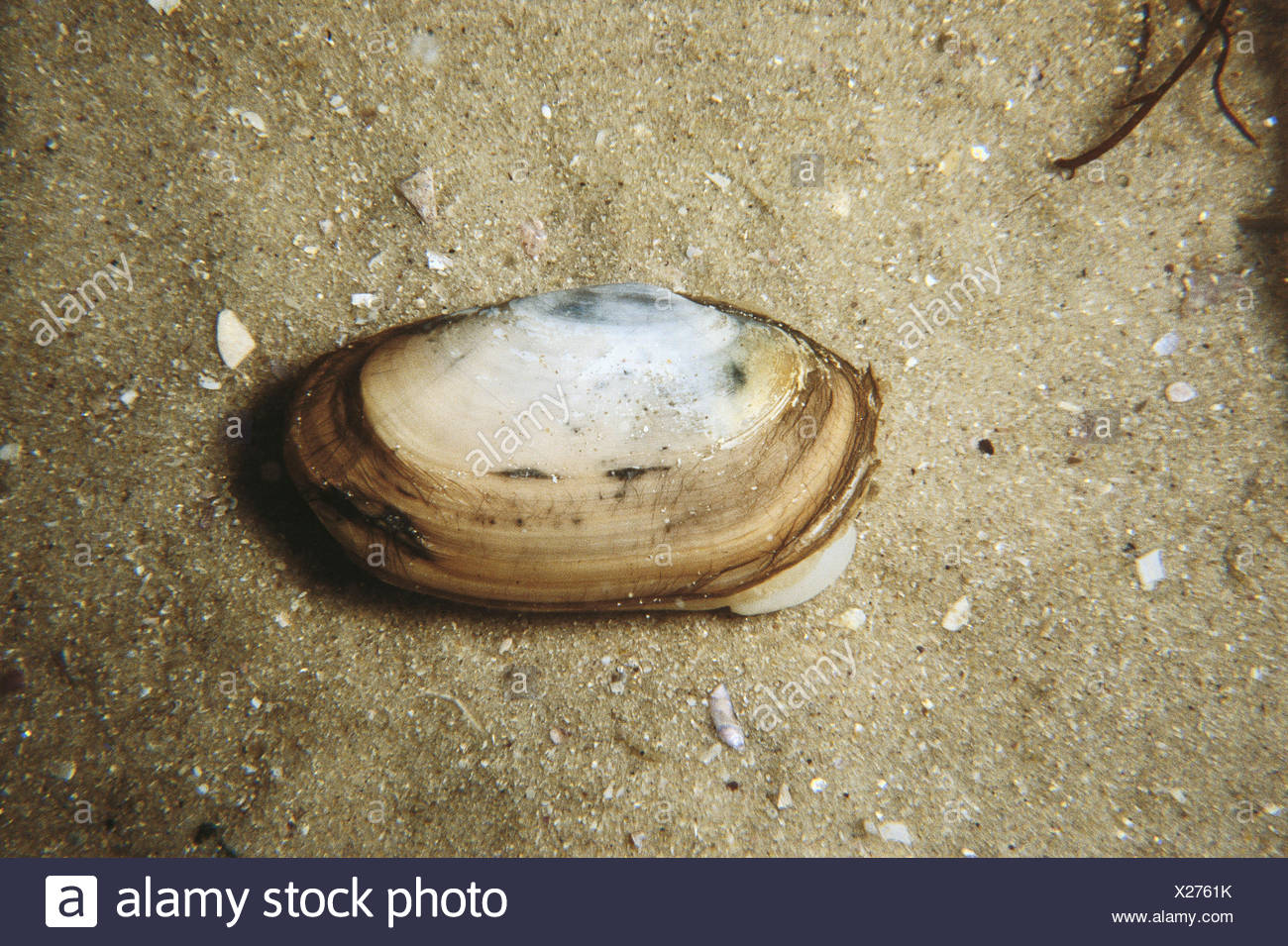 Trough Shell High Resolution Stock Photography and Images - Alamy
