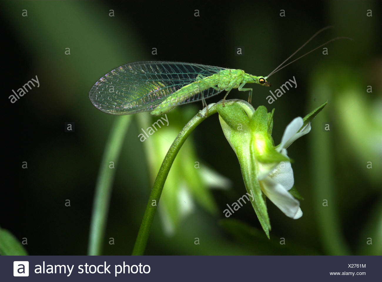Chrysopa Carnea High Resolution Stock Photography and Images - Alamy