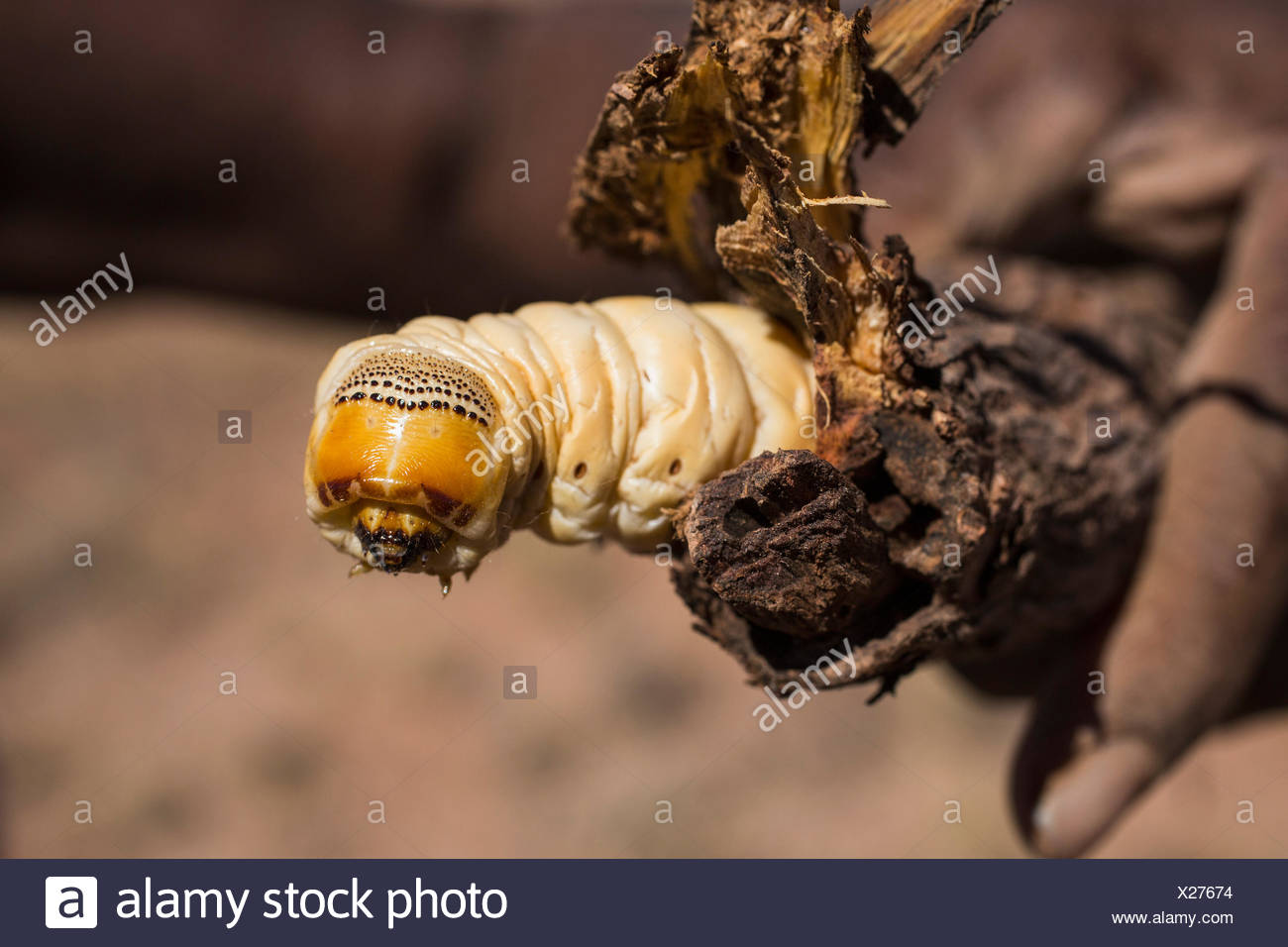 Witchetty Grub High Resolution Stock Photography and Images - Alamy