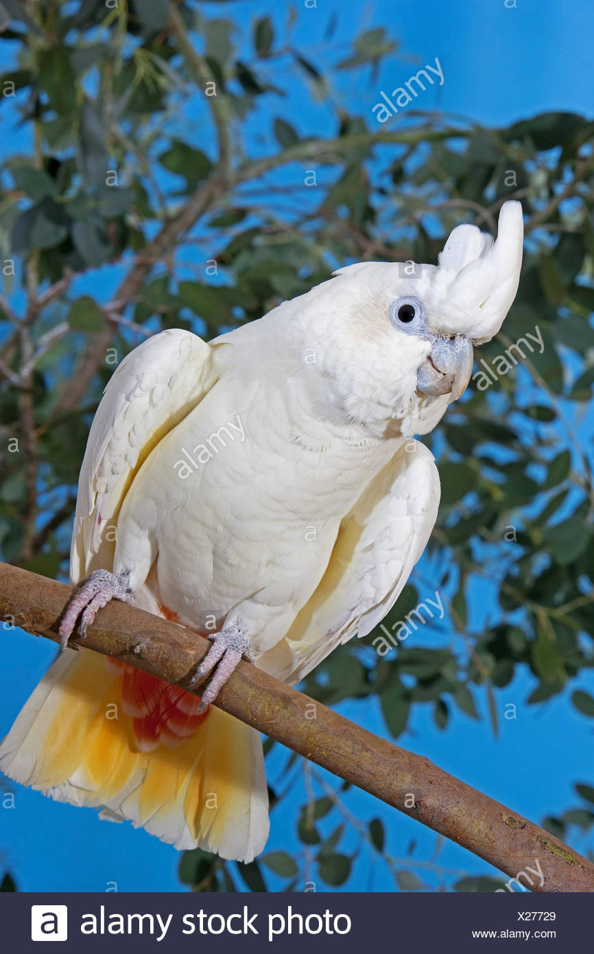 Philippine Cockatoo Or Red Vented Cockatoo Cacatua Haematuropygia High ...