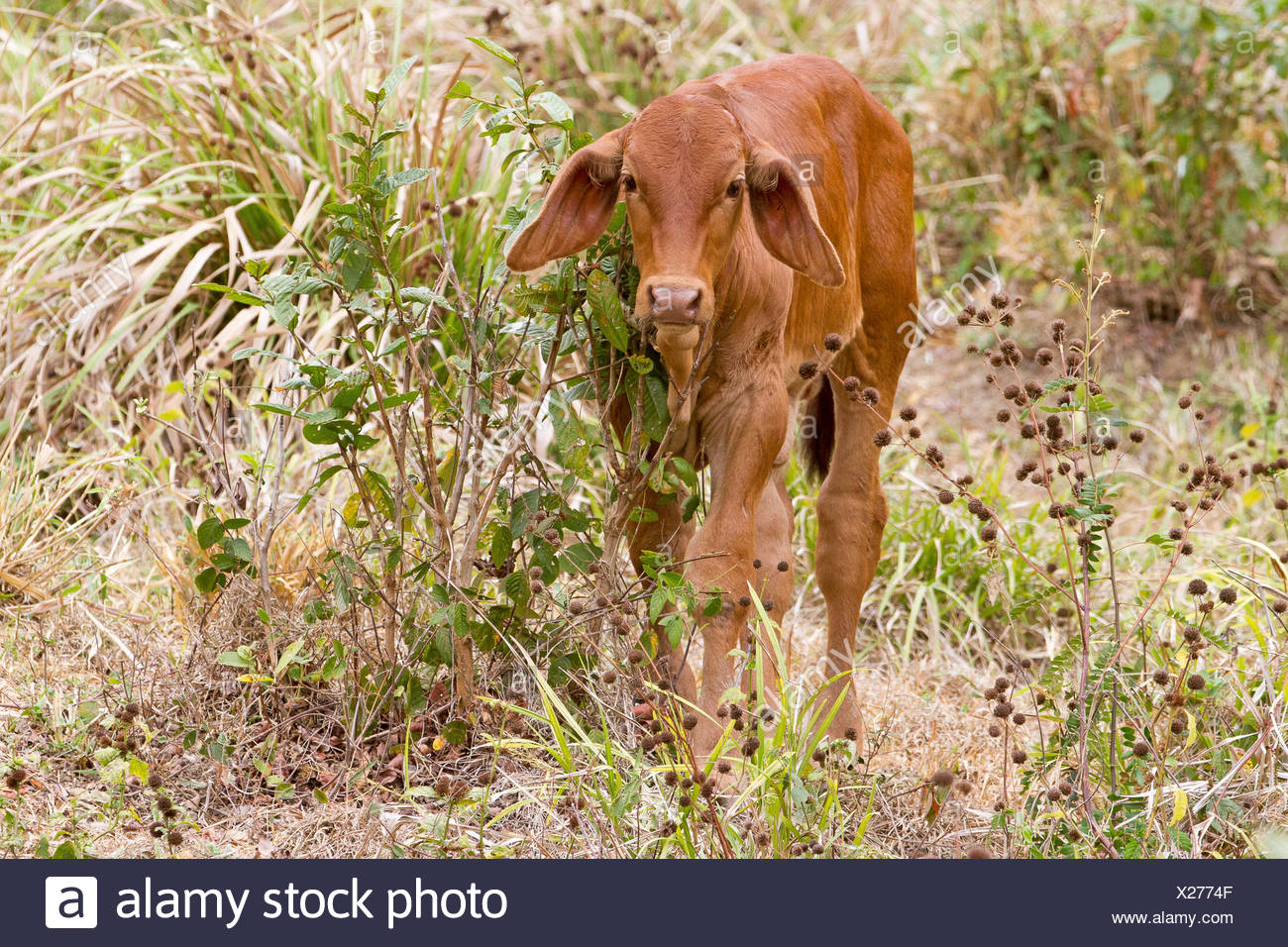 Costa Rican Cattle Stock Photos & Costa Rican Cattle Stock Images - Alamy