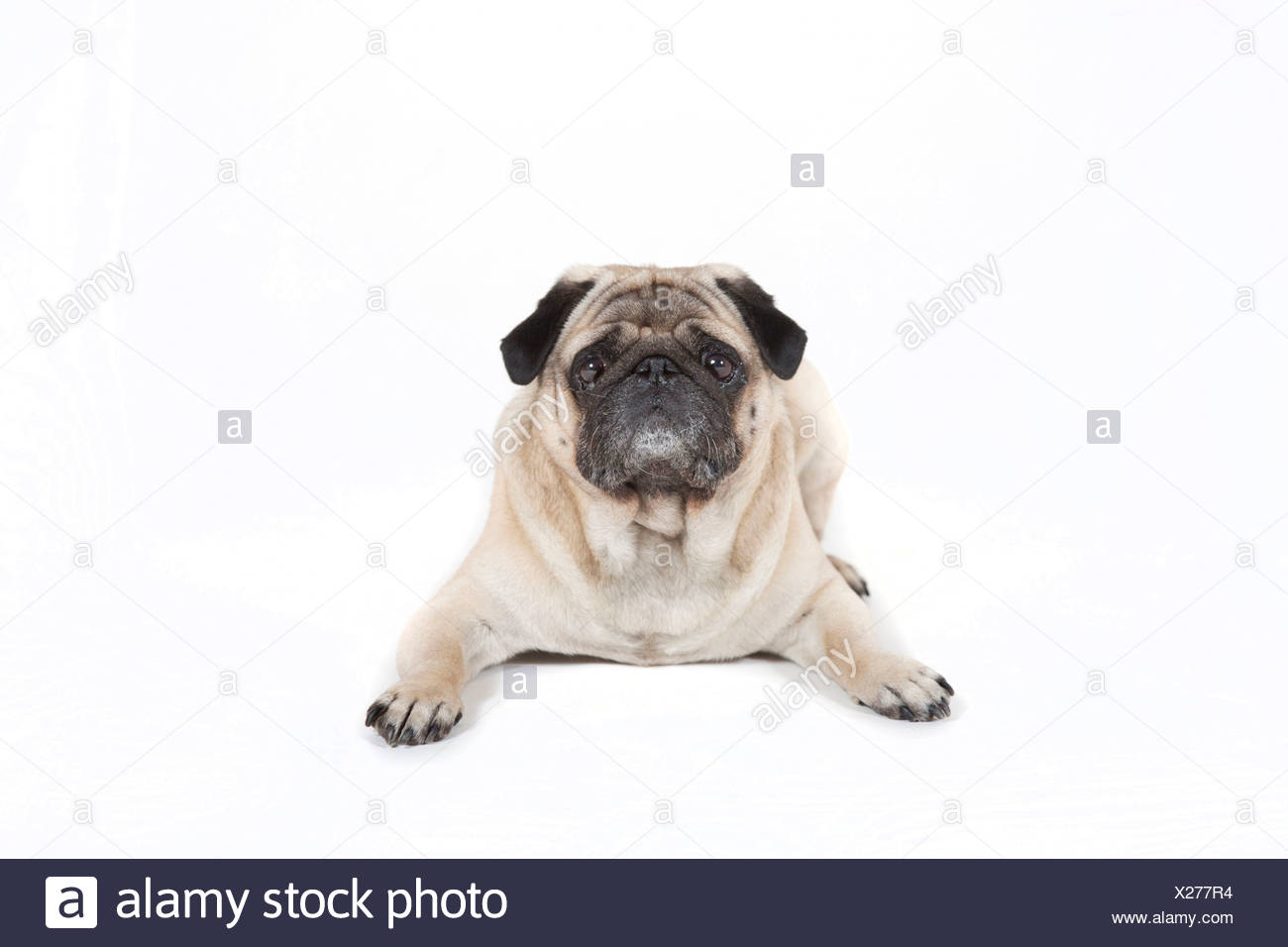 Fat Pug High Resolution Stock Photography and Images - Alamy