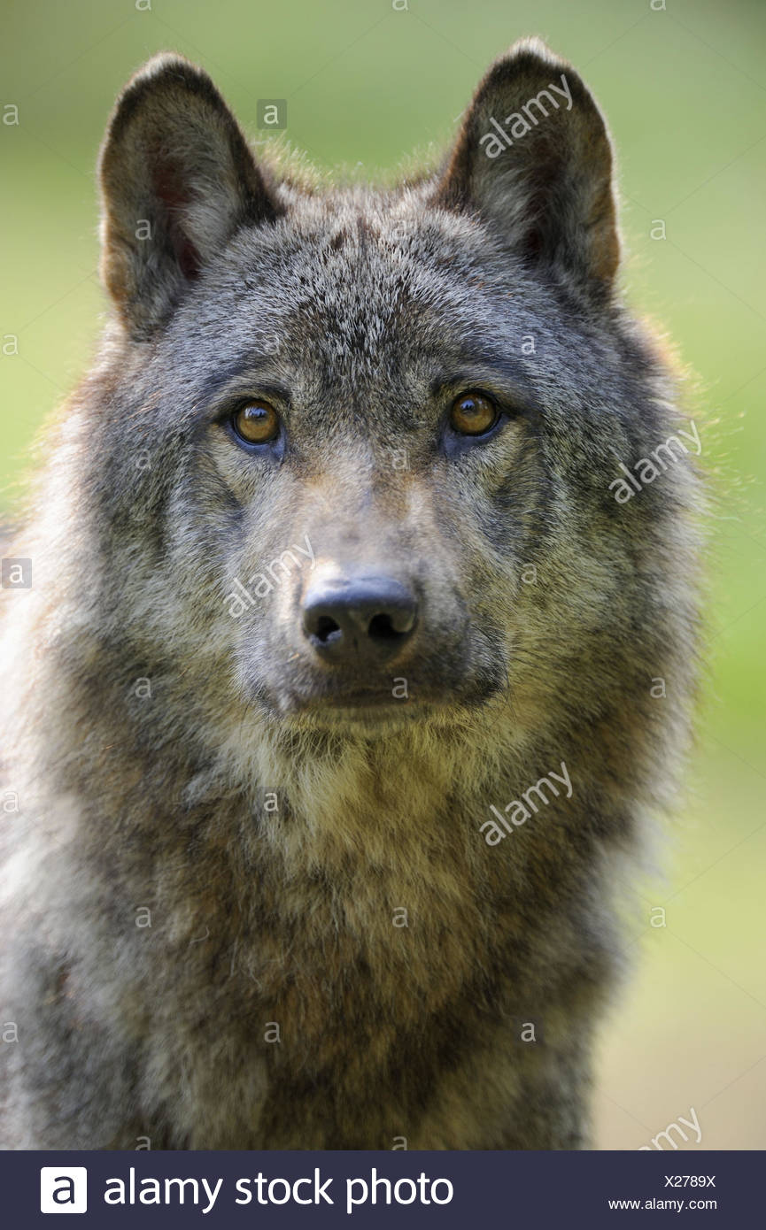 European Gray Wolf Canis Lupus Lupus Stock Photos & European Gray Wolf ...