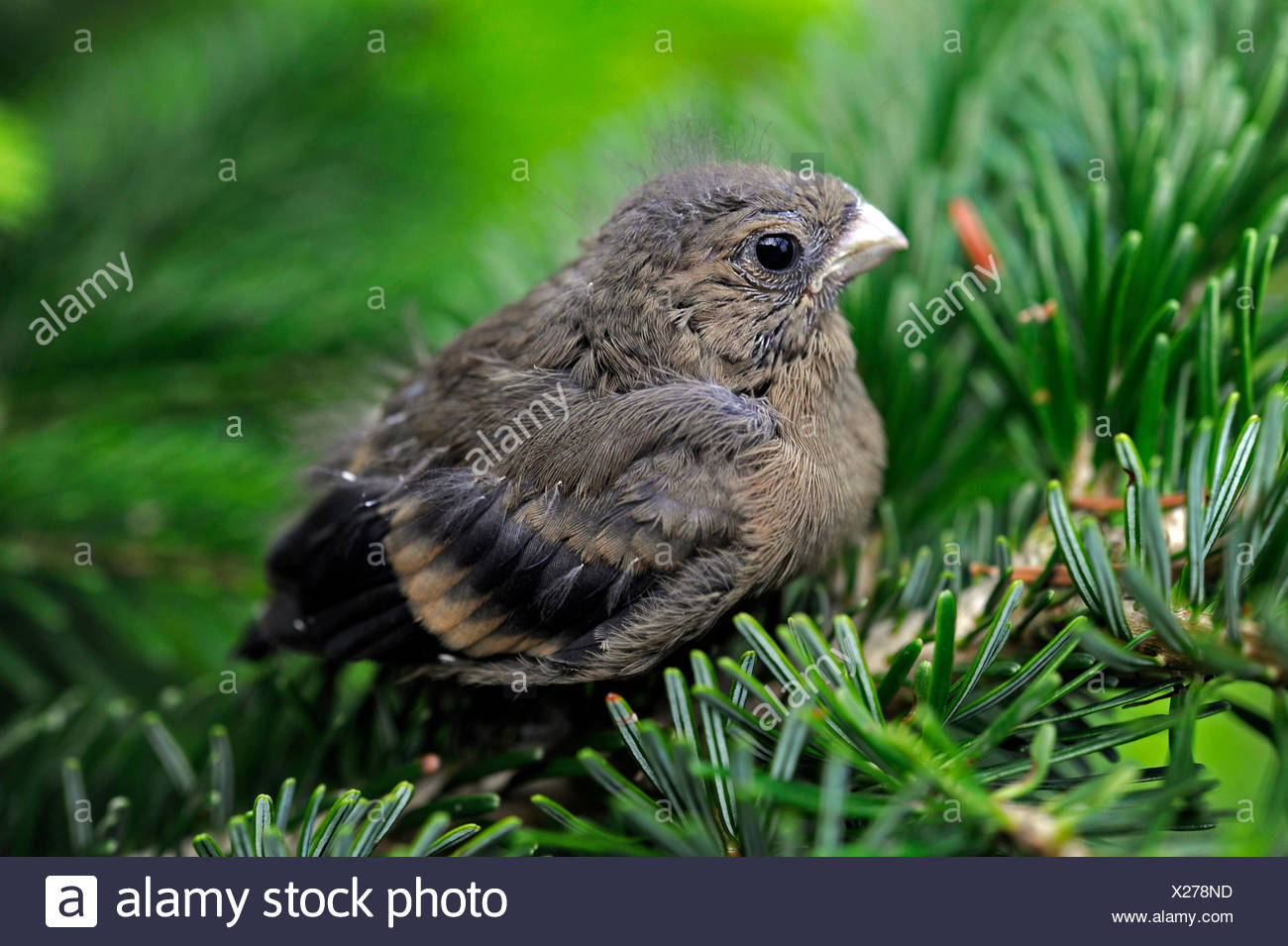 Young Bullfinch High Resolution Stock Photography and Images - Alamy