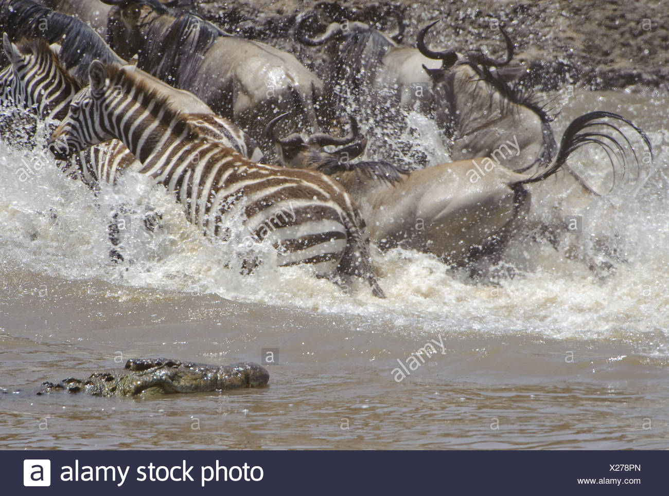 Mara River Crossing Zebra Crocodile Stock Photos & Mara River Crossing ...