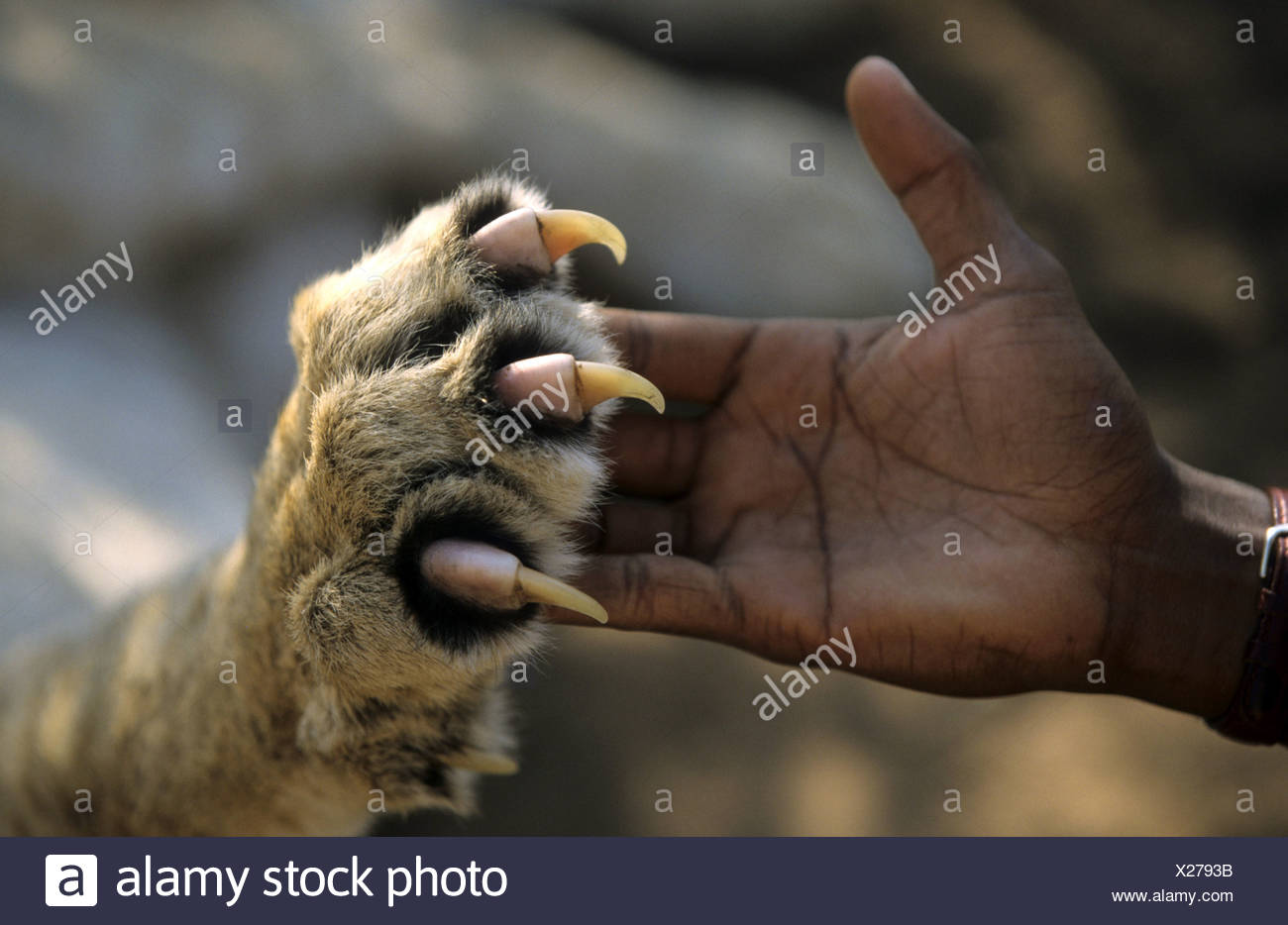 Lion Claws Detail High Resolution Stock Photography and Images - Alamy
