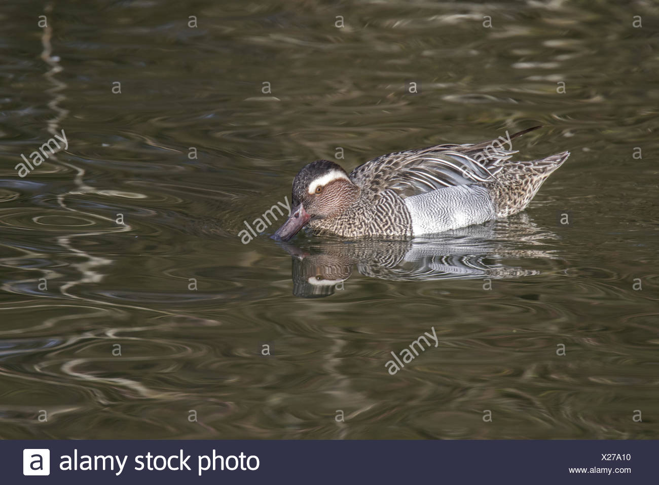 Pinioned High Resolution Stock Photography and Images - Alamy